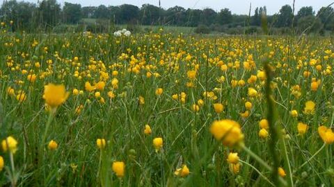 Hunsdon Mead Nature Reserve | Essex Wildlife Trust